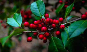 Best Evergreen Trees to Plant in New Jersey | Trees Unlimited NJ