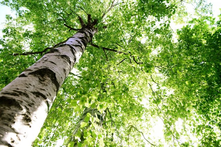 How Is Tree Sap Harvested and Used in Natural Medicine?