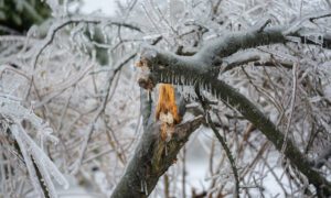 How to Prevent, Recognize & Fix Winter Tree Damage
