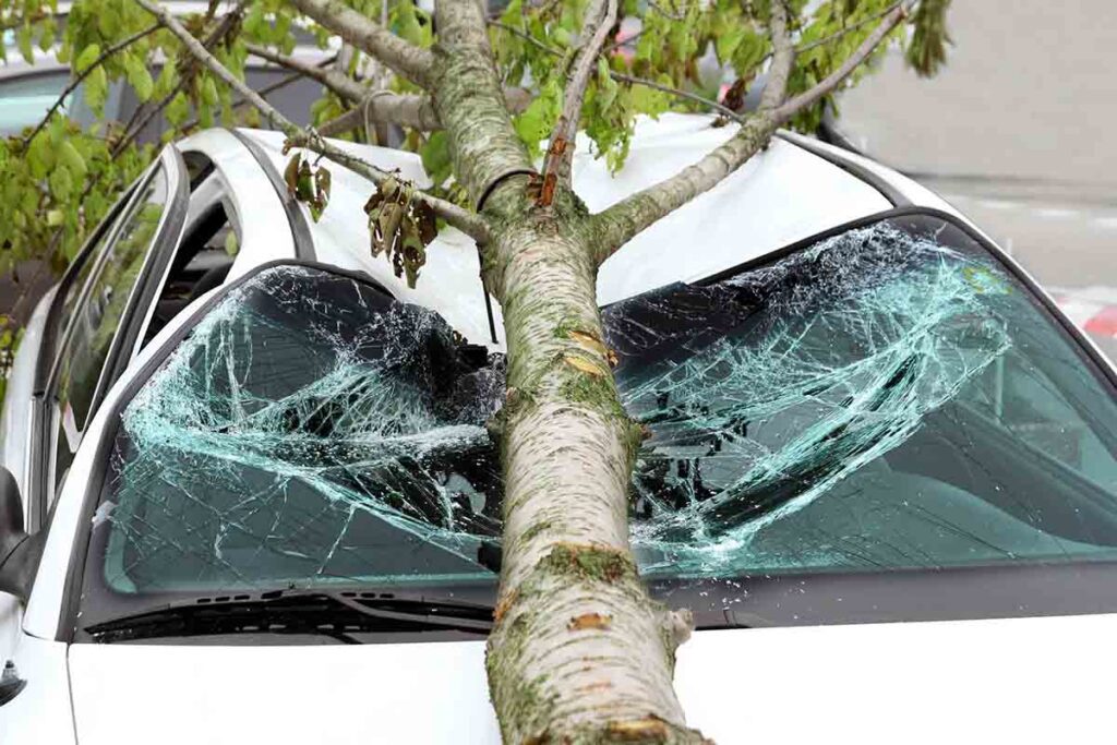 Why Choose Certified & Insured Tree Experts in New Jersey?