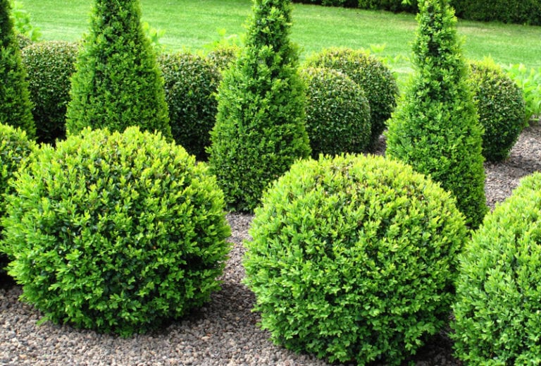 How to Choose and Maintain Shrubs in New Jersey | Expert Guide