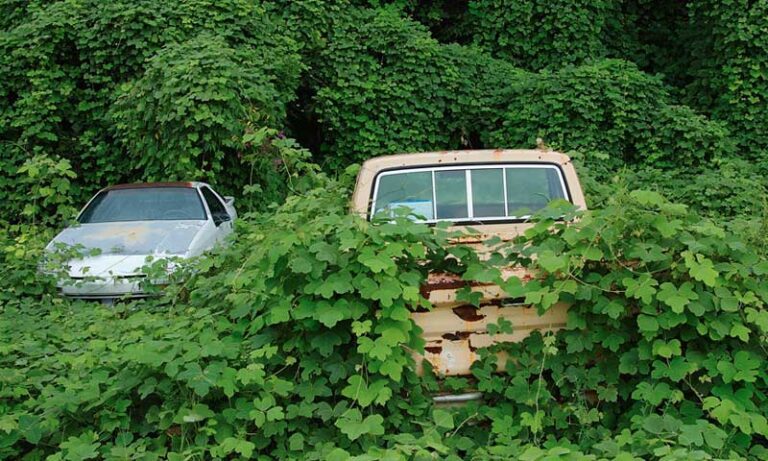 How to Stop Vines from Killing Your Trees