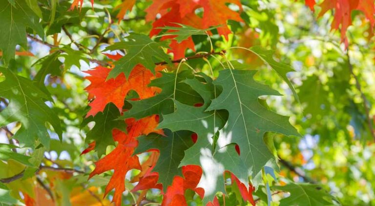 Which Trees Offer the Most Beautiful Fall Colors in NJ?