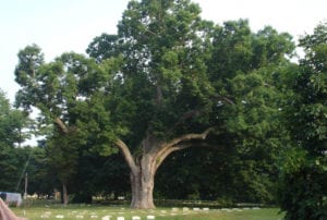 Historical Trees of New Jersey: Tracing Old Roots - Trees Unlimited