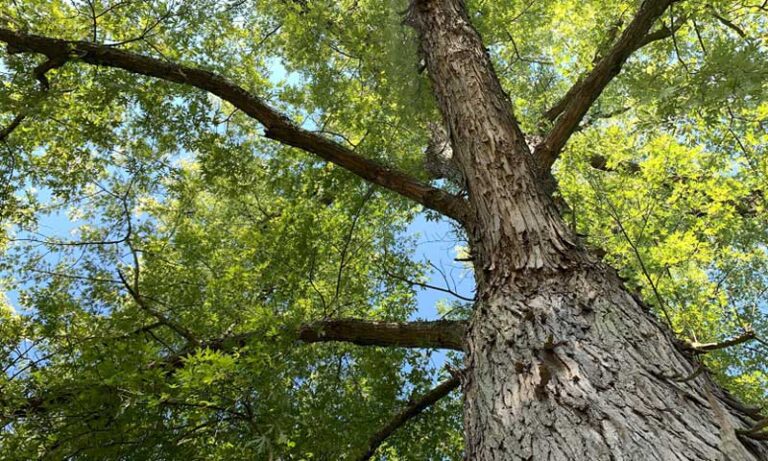 Avoid These Trees: Worst Trees to Plant in Your Yard