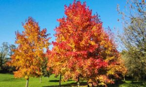The Worst Trees to Plant in Your Landscape Yard | Trees Unlimited NJ