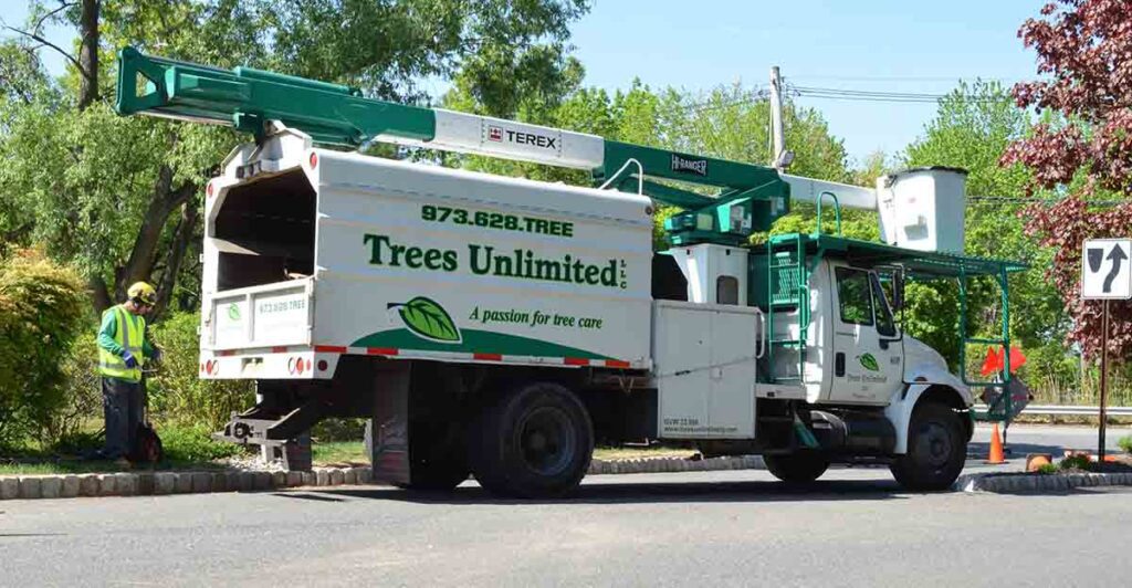 Why Choose Certified & Insured Tree Experts in New Jersey?