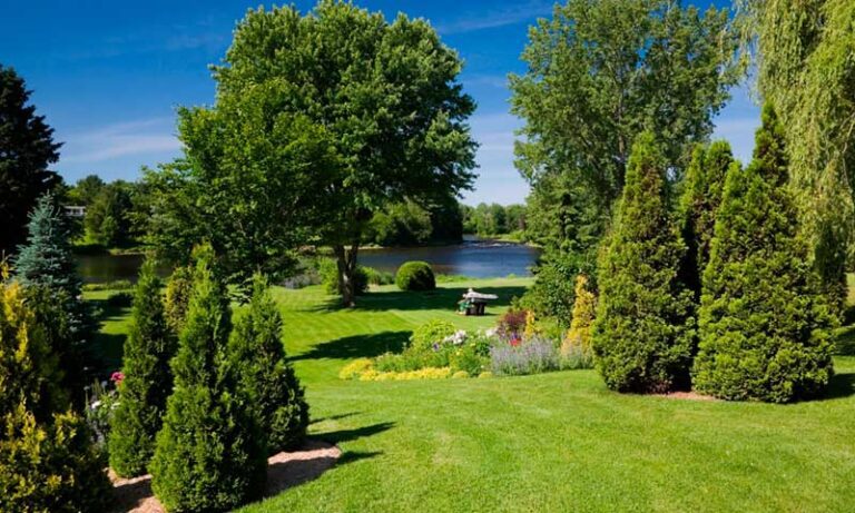 Best Air Purifying Trees & Plants for Indoors & Outdoors | Trees ...