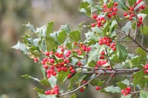 Best Trees for Small Spaces in New Jersey | Trees Unlimited NJ