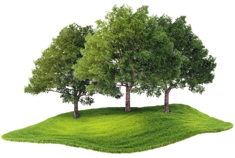 How do Trees Help Create a Positive Impact on Your Health & Mental Well ...