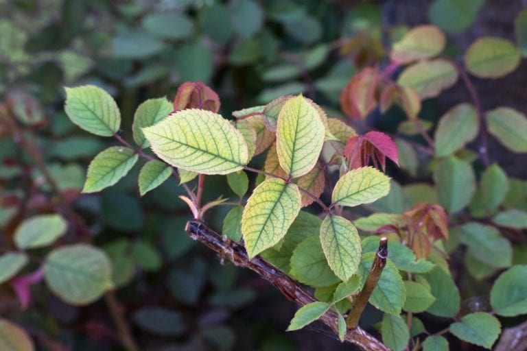 How to Spot, Treat, and Prevent Chlorosis in Plants