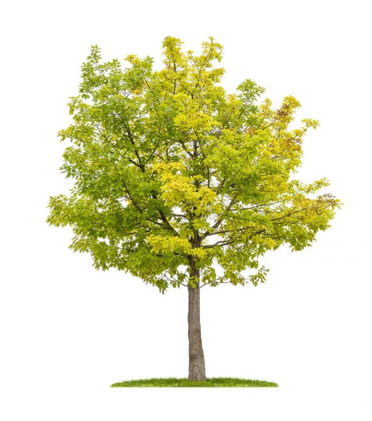 How to Choose Trees by Shape | Trees Unlimited NJ