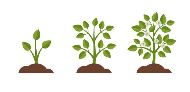 When and How to Fertilize Trees - Trees Unlimited NJ