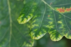 How to Spot, Treat, and Prevent Chlorosis in Plants
