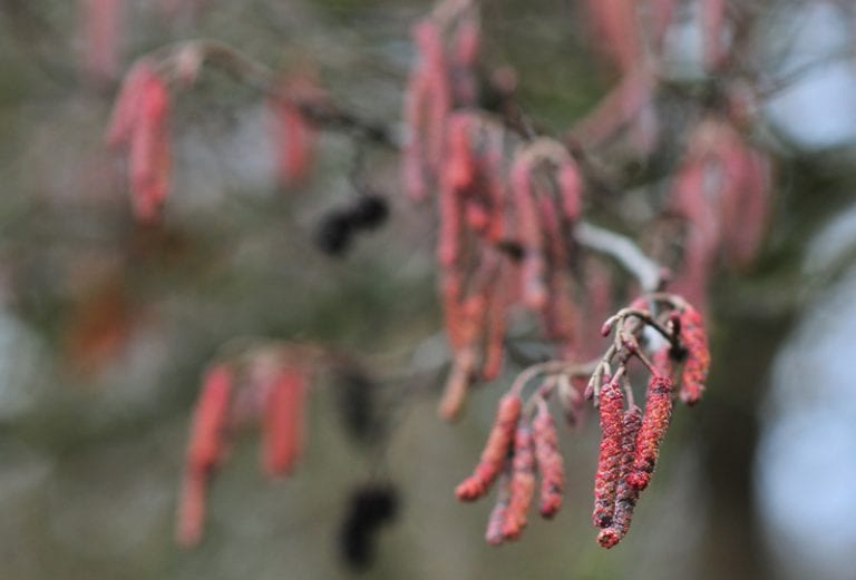 8 Best Trees for Small Spaces in New Jersey | Blog