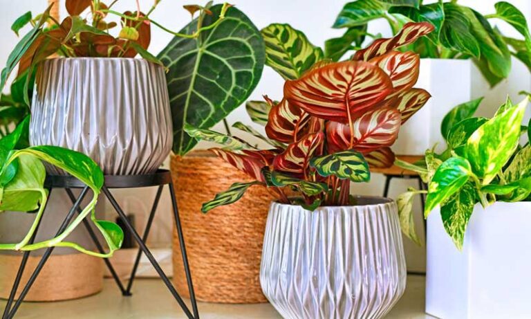 Best Air Purifying Trees & Plants for Indoors & Outdoors | Trees ...