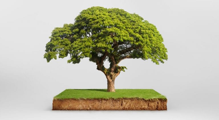 When and How to Fertilize Trees - Trees Unlimited NJ