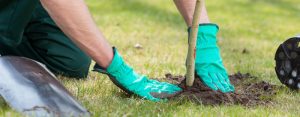 Installing a Tree Line or Grove of Trees | Trees Unlimited NJ
