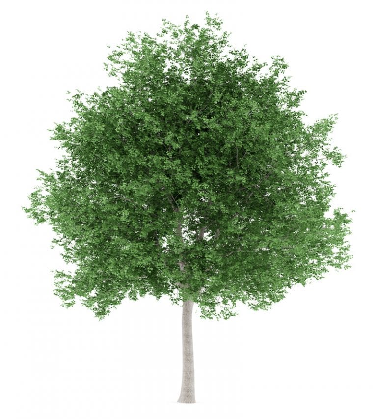How to Grow Tulip Trees in New Jersey | Planting & Care Tips