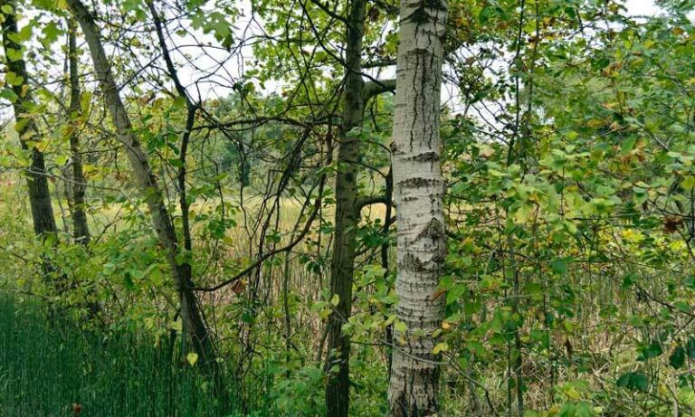 How Do Trees Prevent Soil Erosion? | Trees Unlimited NJ