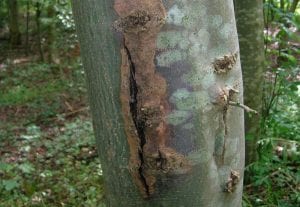 Why Bark is Falling off My Tree (Ash, Oak, Maple, Pine)? - Trees Unlimited