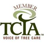 How to Choose Trees by Shape | Trees Unlimited NJ