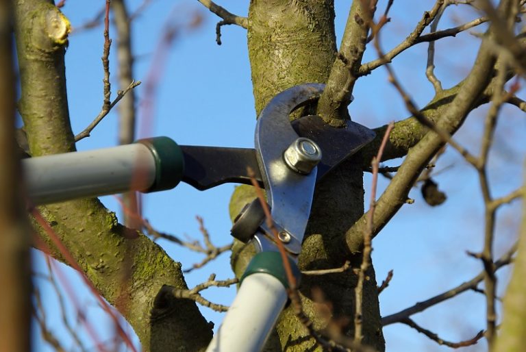 How to Prepare Your Trees for Spring? Essential Tree Care Tips
