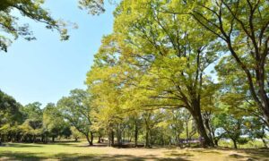 Best Air Purifying Trees & Plants for Indoors & Outdoors | Trees ...