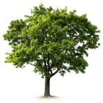 How to Choose Trees by Shape | Trees Unlimited NJ