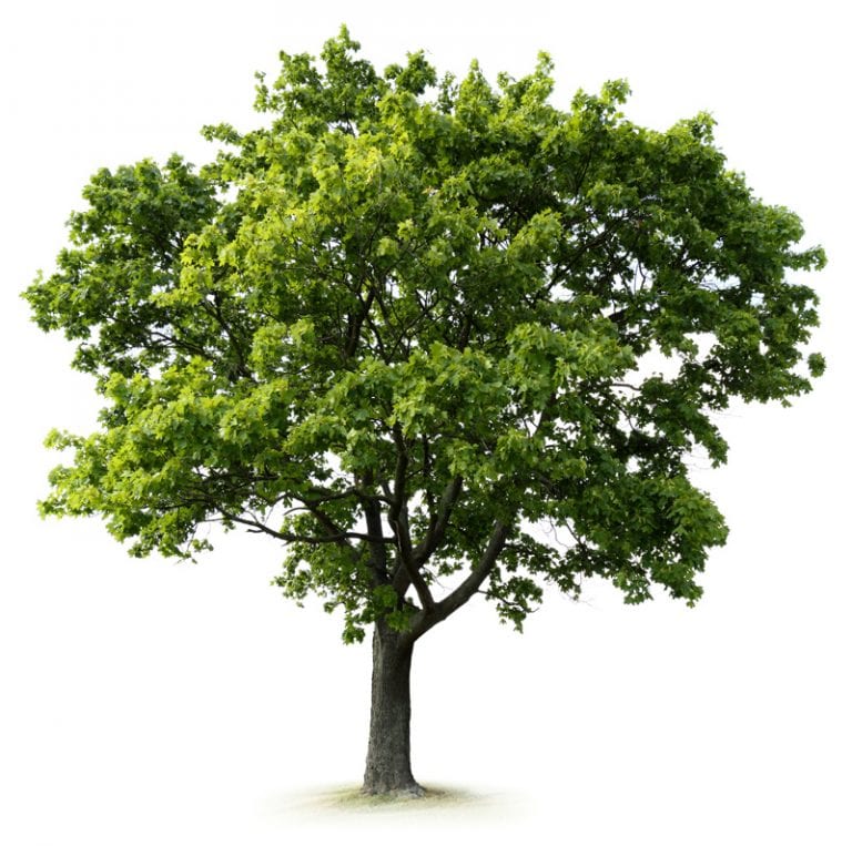 How to Choose Trees by Shape | New Jersey Landscaping Guide